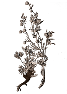 genepy – La Valdôtaine